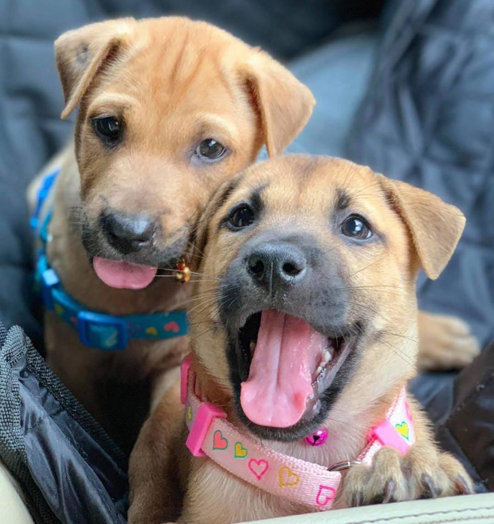 Jazz for Dogs 2019 is Back at Botanic Gardens with Chill Music & Dog ...