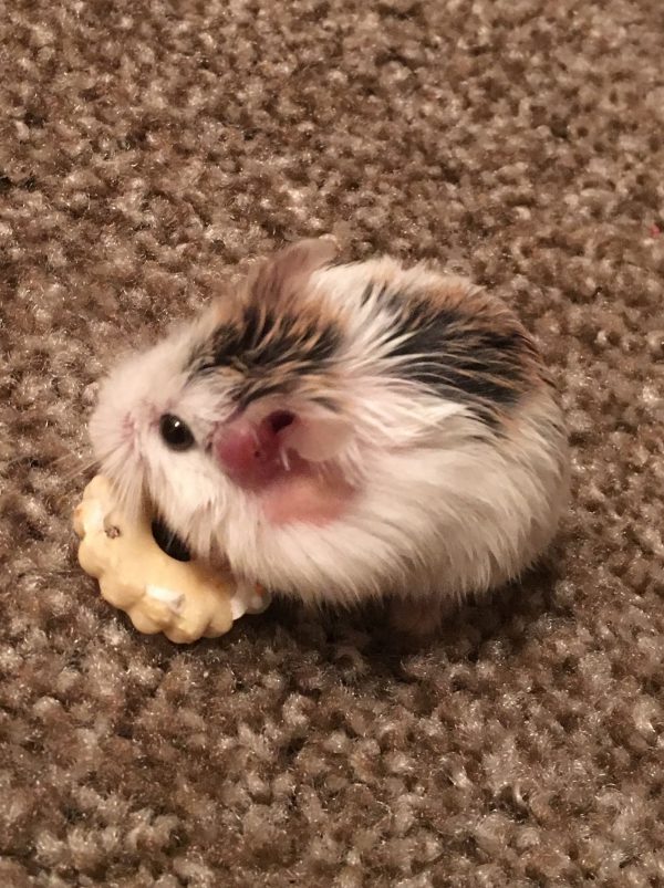 5 Of The Most Common Hamster Illnesses and Diseases