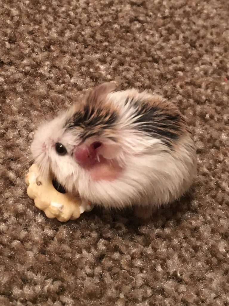 5 Of The Most Common Hamster Illnesses and Diseases