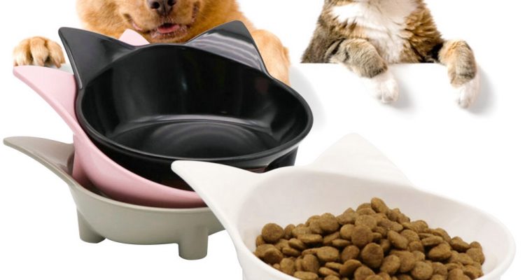 7 Useful Accessories & Items for Pets in Need