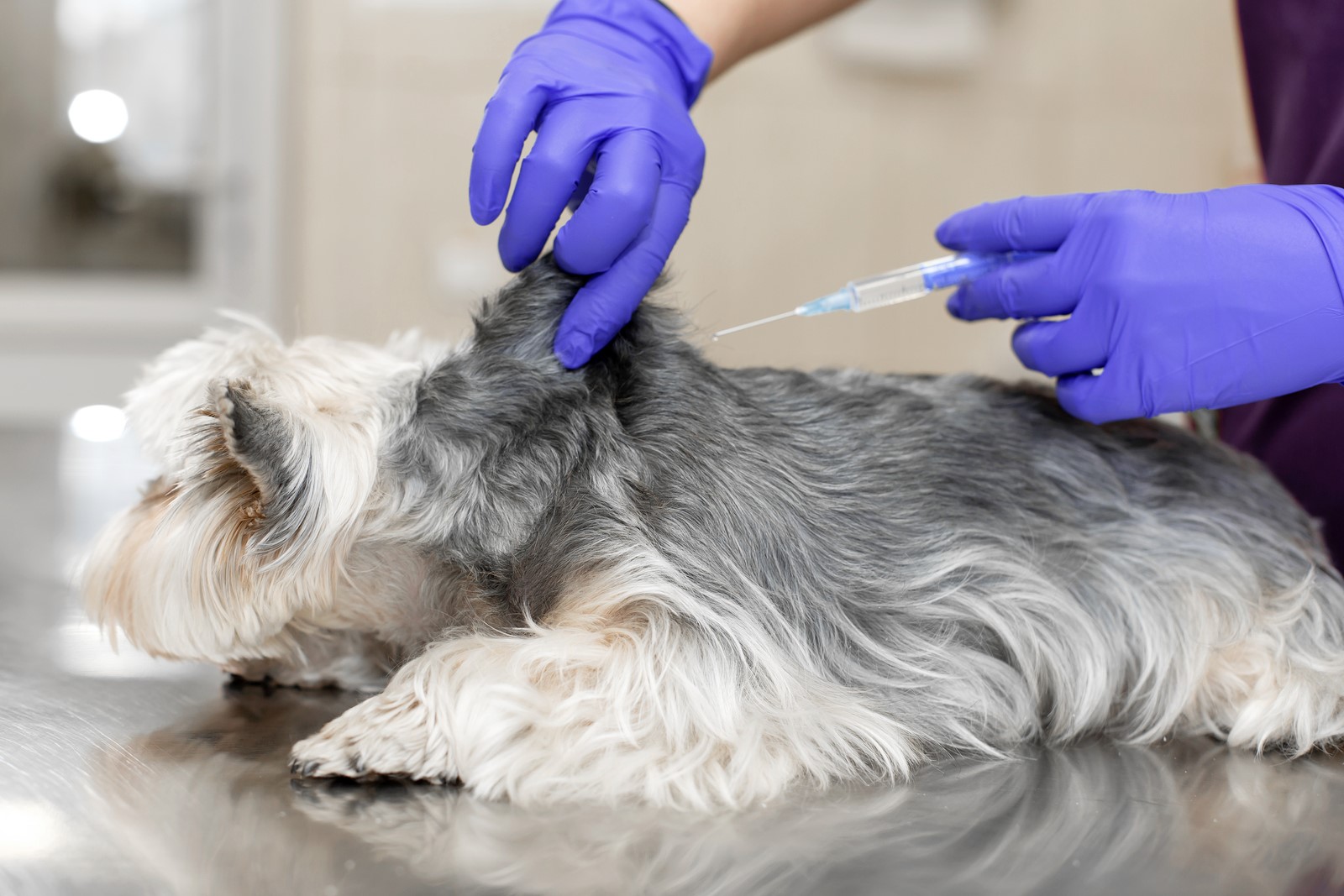 A Guide To Necessary Vaccinations For Dogs and Cats: What, Why, and When