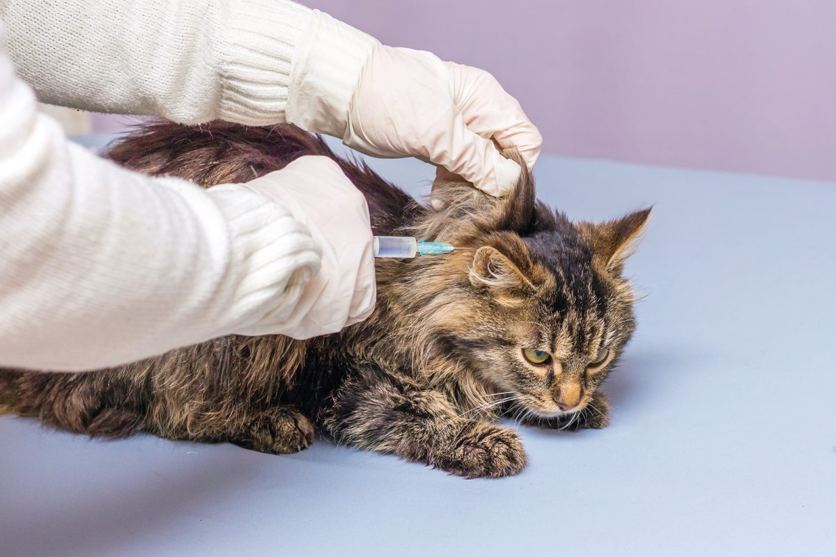 A Guide To Necessary Vaccinations For Dogs and Cats: What, Why, and When