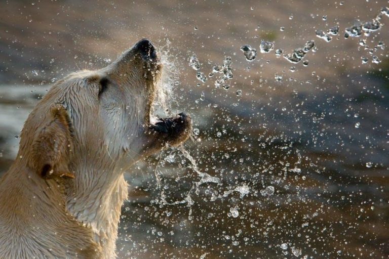 Dog Heat Rash: Causes, Symptoms, Treatment and Prevention