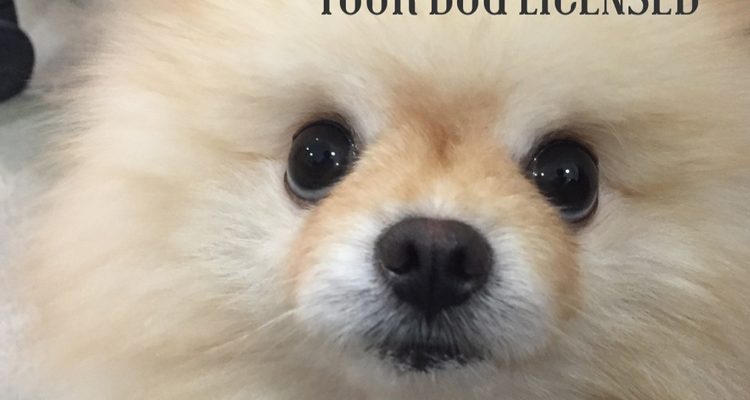 Four reasons you should get your dog licensed Four reasons you should get your dog licensed