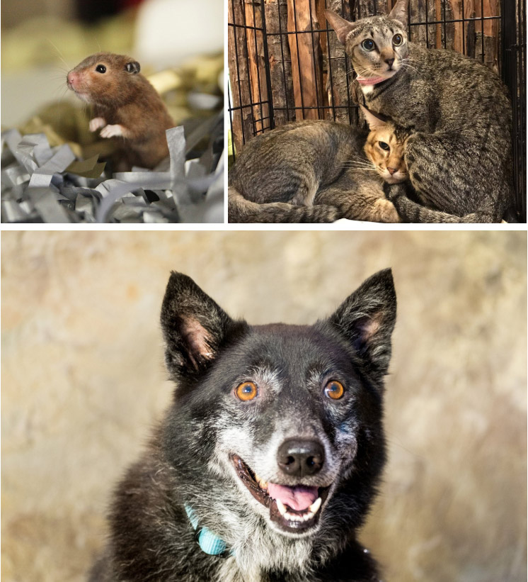 Get Free Pet Microchipping, Health Checkups & Pet-Friendly Fun at ...