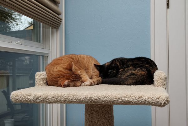 Pets At Home: 13 Home Decor Ideas To Make Your House Pet-Friendly