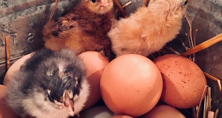 All You Need to Know About Rearing Chicken in Singapore