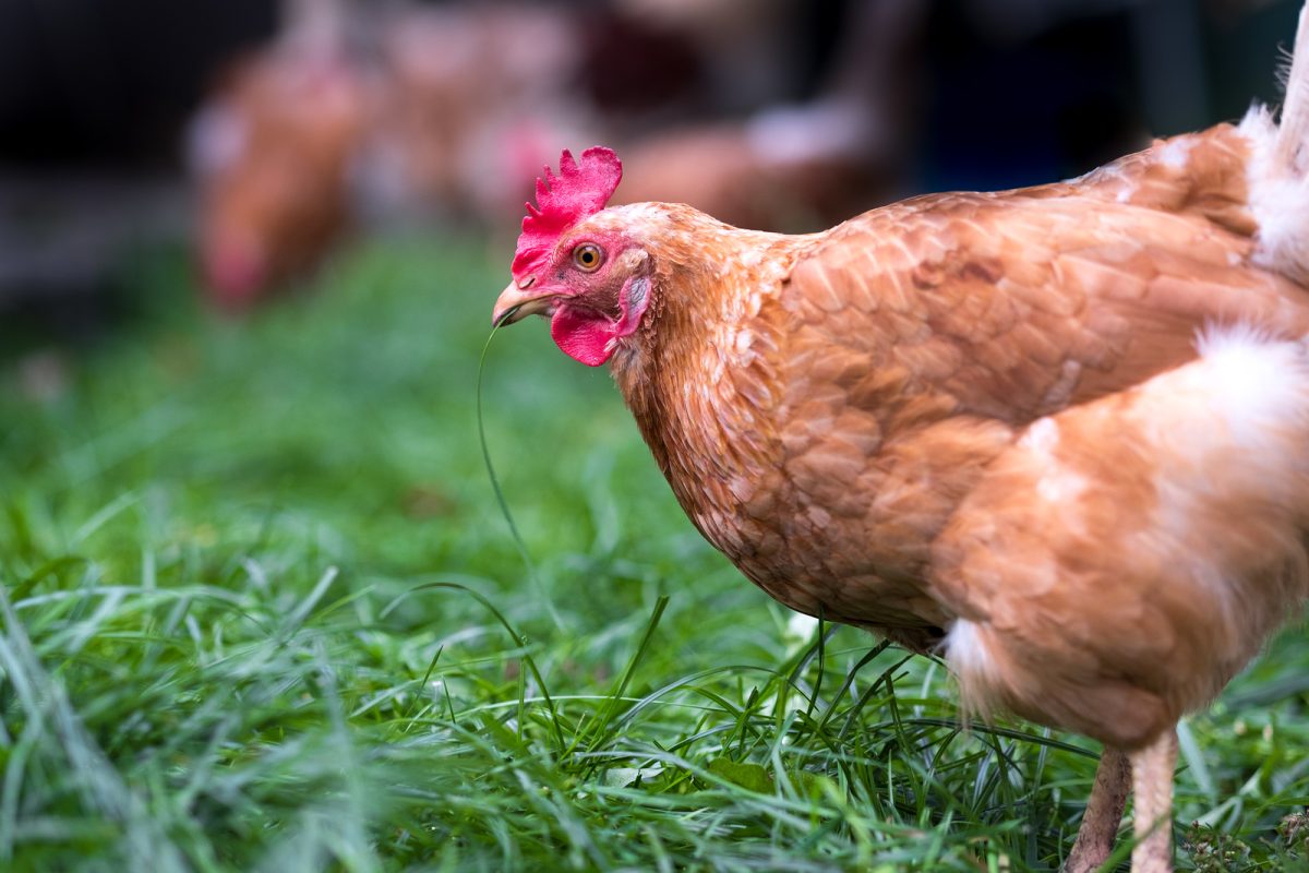 All You Need to Know About Rearing Chicken in Singapore