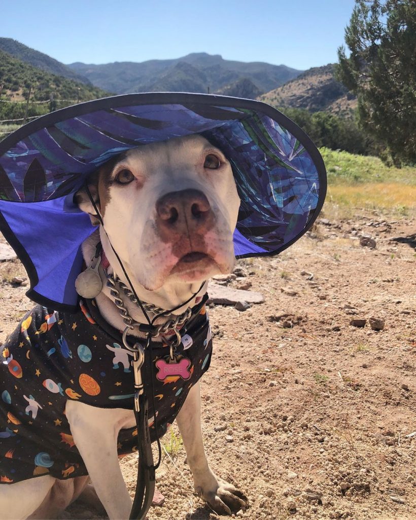 Sunburn in Dogs: Symptoms, Treatment and Prevention