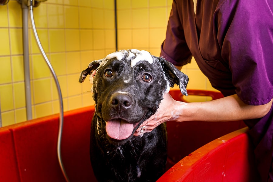 How-To: Preparing Your Pet for Its First Grooming Session How-To: Preparing Your Pet for Its First Grooming Session