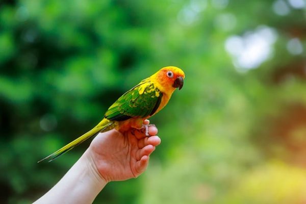 A Guide to Parrot Training - Birds, Lifestyle, Training