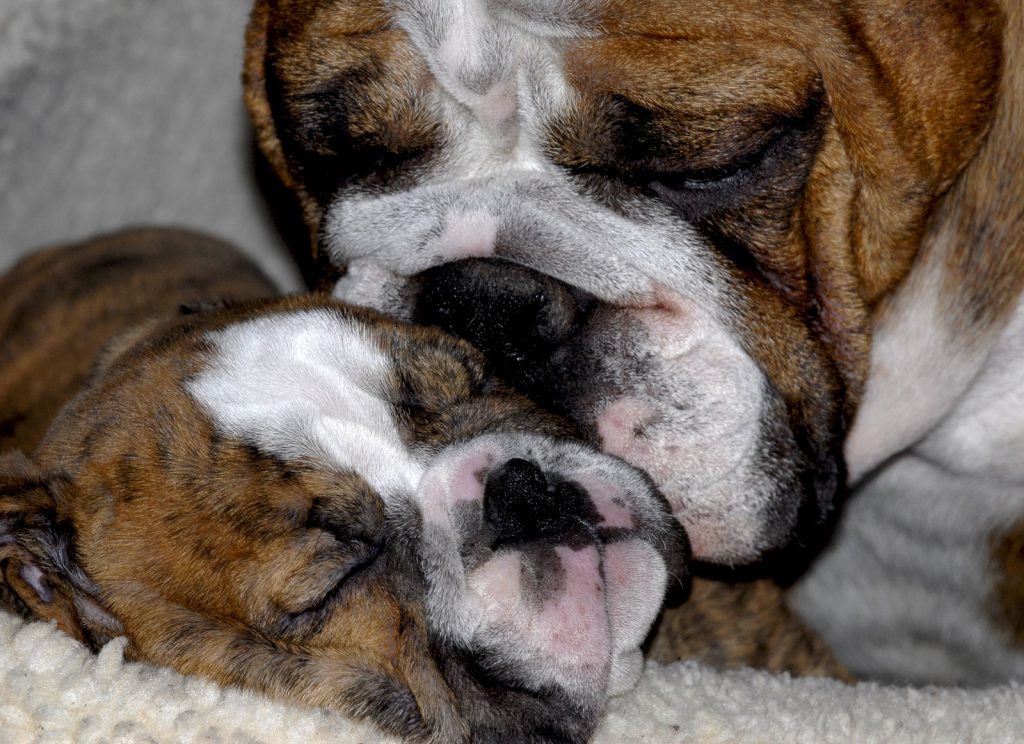 Inbreeding in Dogs: Why It Happens & Why It's Bad
