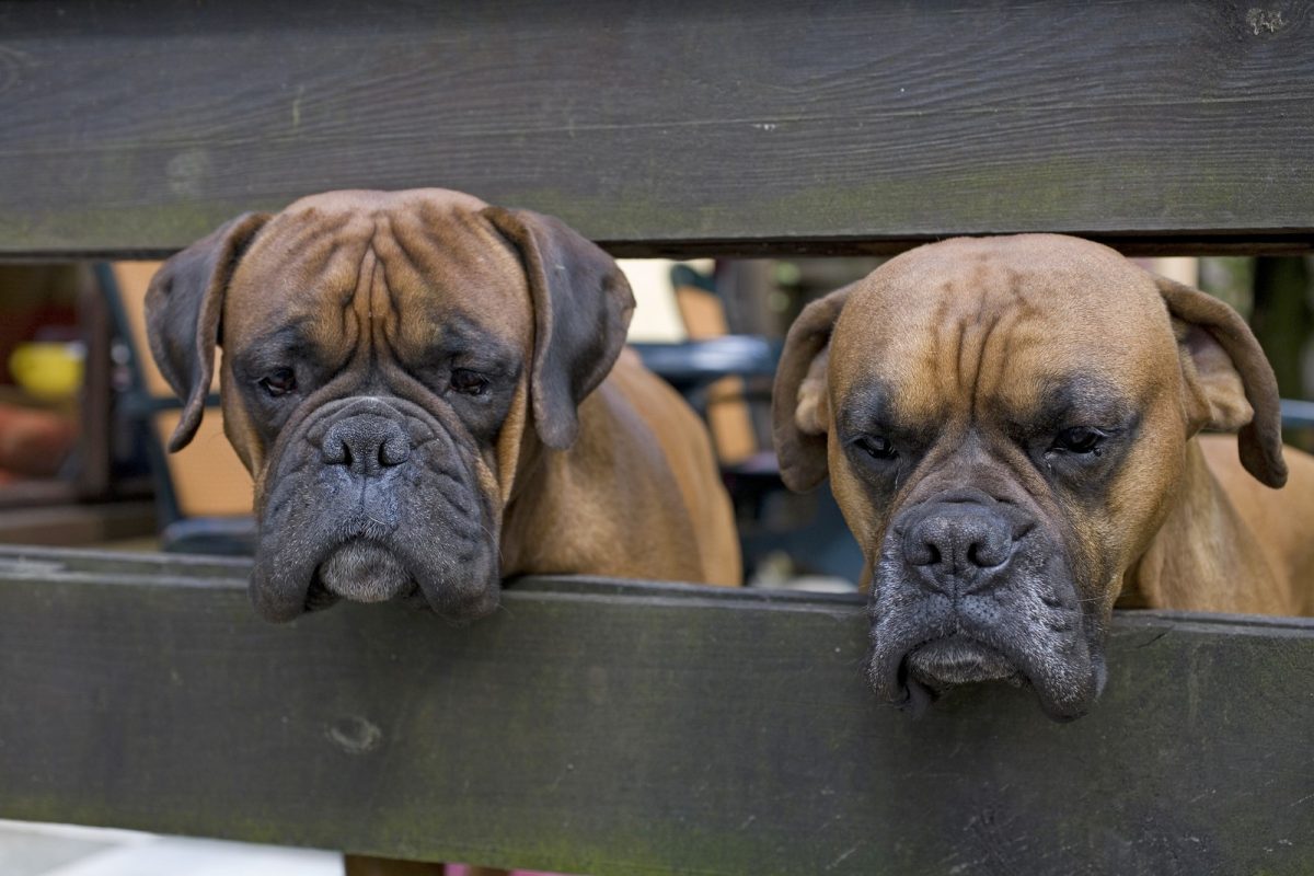 Inbreeding in Dogs: Why It Happens & Why It's Bad