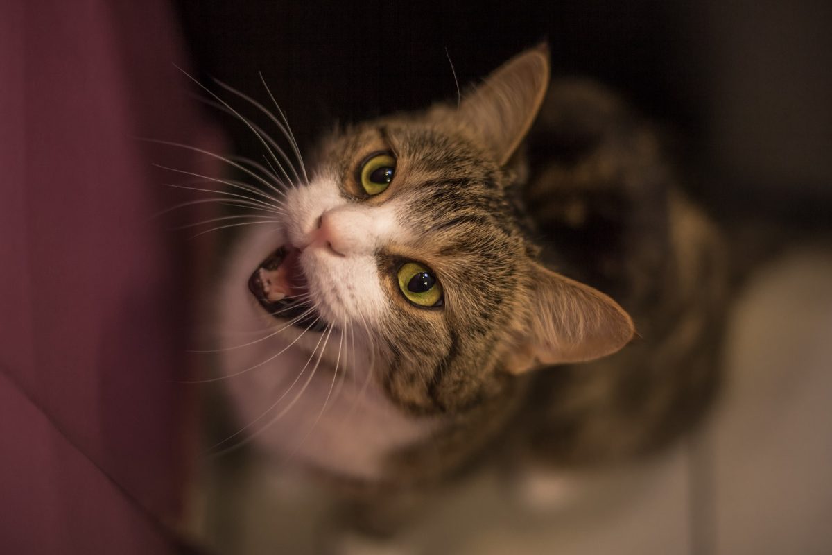 7 Most Common Cat Behavioural Problems & How to Solve Them