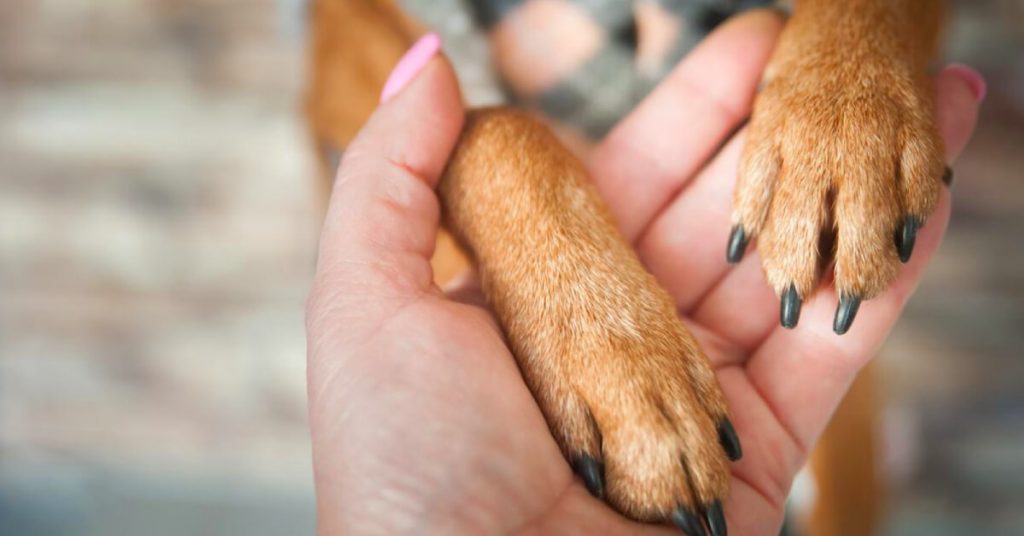 5 HDB-Approved Dog Breeds That Provide Great Emotional Support