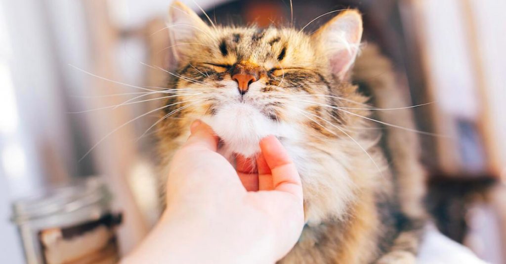 5 Different Types of Personalities Your Cat Might Have