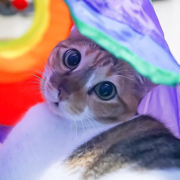 4 Cutest Cat Instagram Accounts to Follow (Local Edition)!