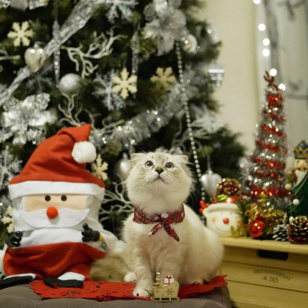 4 Cutest Cat Instagram Accounts to Follow (Local Edition)!