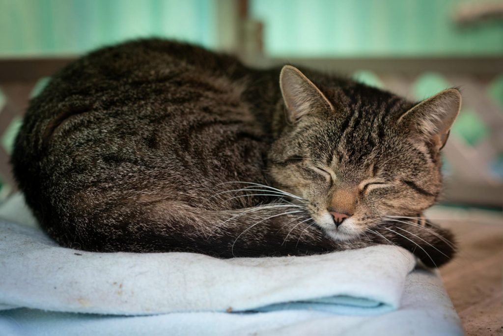 Ringworm Infections In Pets: Symptoms And Treatment